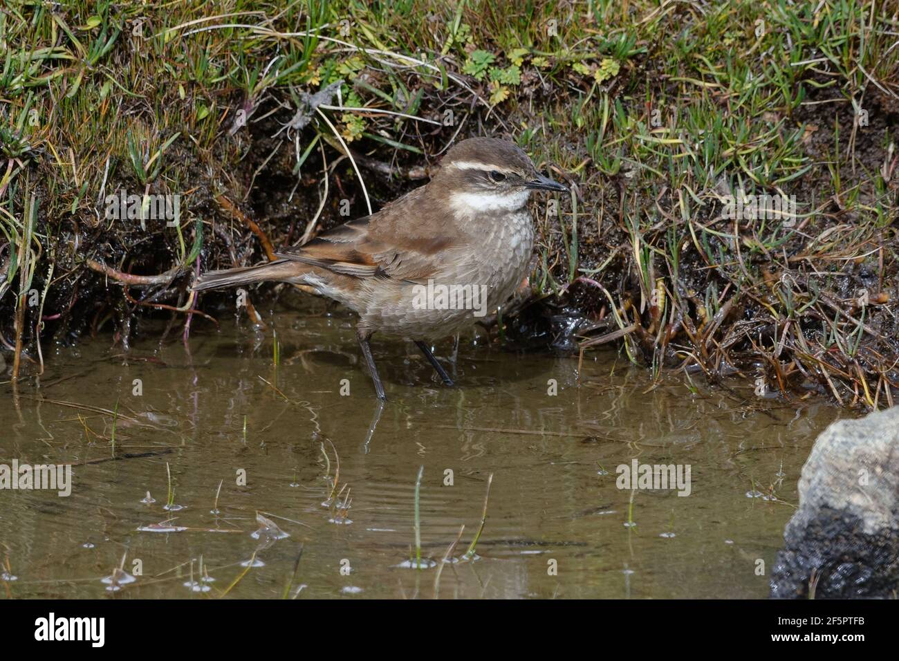 Chestnut-winged Cinclodes (Cinclodes albidiventris) in Cotopaxi Province, Ecuador Stock Photo ...