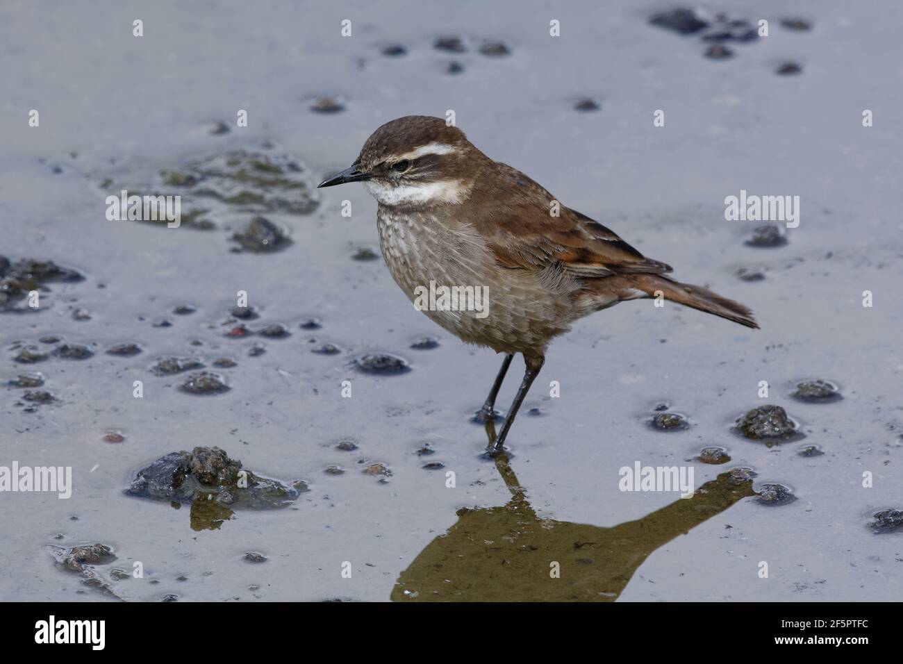 Chestnut-winged Cinclodes (Cinclodes albidiventris) in Cotopaxi Province, Ecuador Stock Photo ...