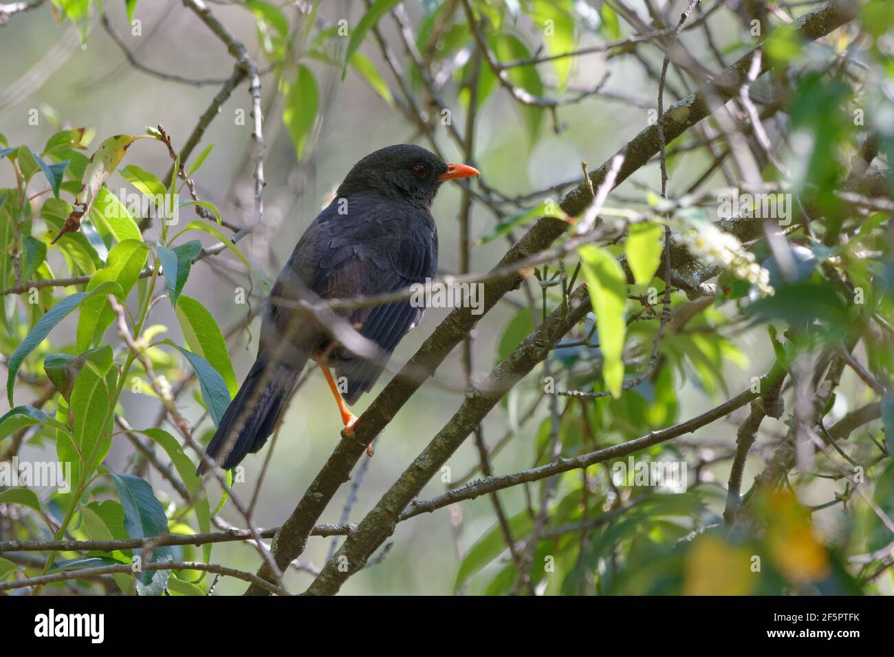 Great Thrush (Turdus fuscater) in Cotopaxi Province, Ecuador Stock ...