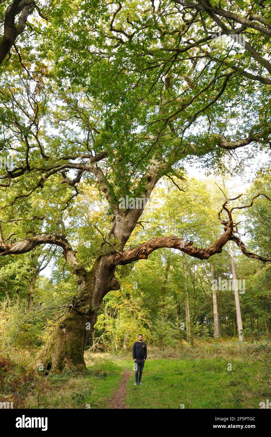 Savernake forest hi-res stock photography and images - Alamy