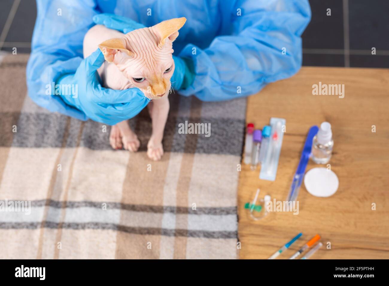 Cropped photo of vet holding pet, sphinx cat. Veterinary clinic ...