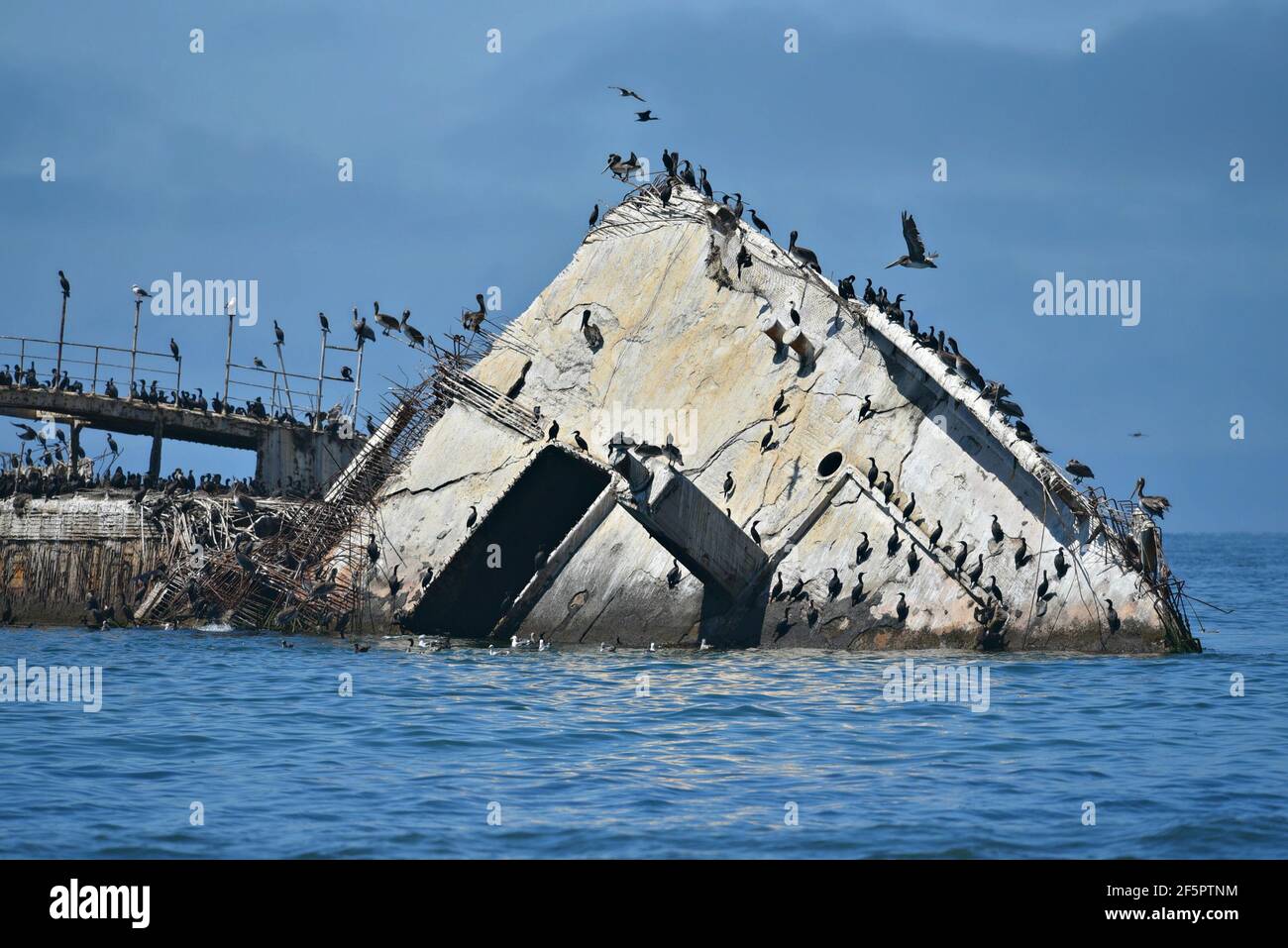 Landscape with view of Seacliff State Beach Pier and pelicans on the SS ...