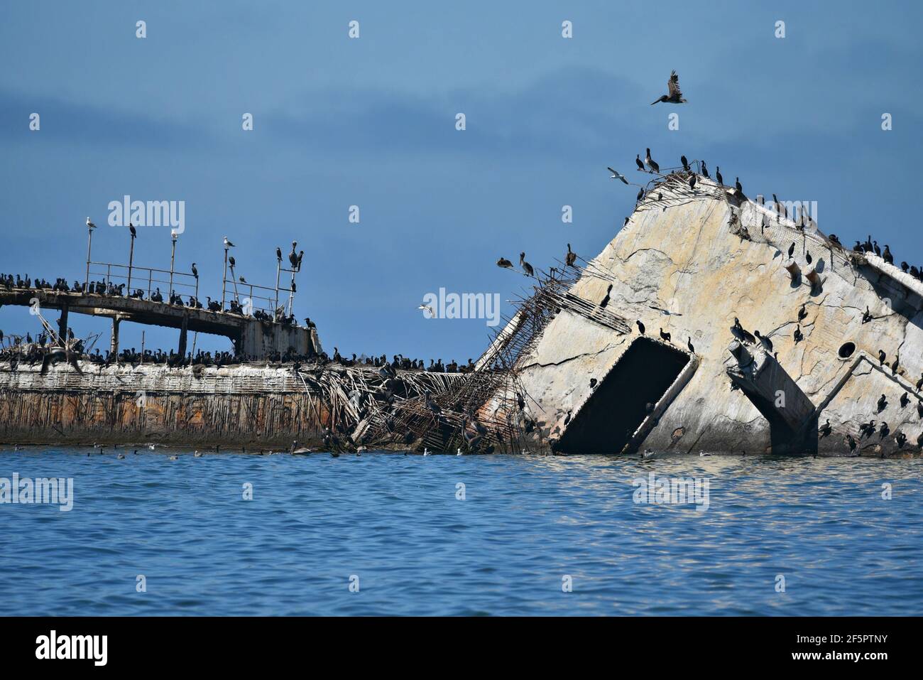 Landscape with view of Seacliff State Beach Pier and pelicans on the SS ...
