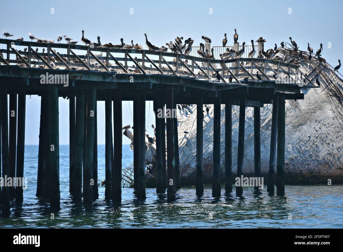Landscape with view of Seacliff State Beach Pier and pelicans on the SS ...
