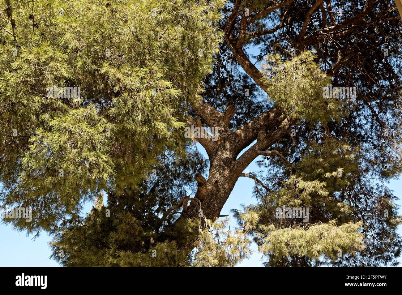 Photo Lebanese Cedar High Resolution Stock Photography and Images - Alamy