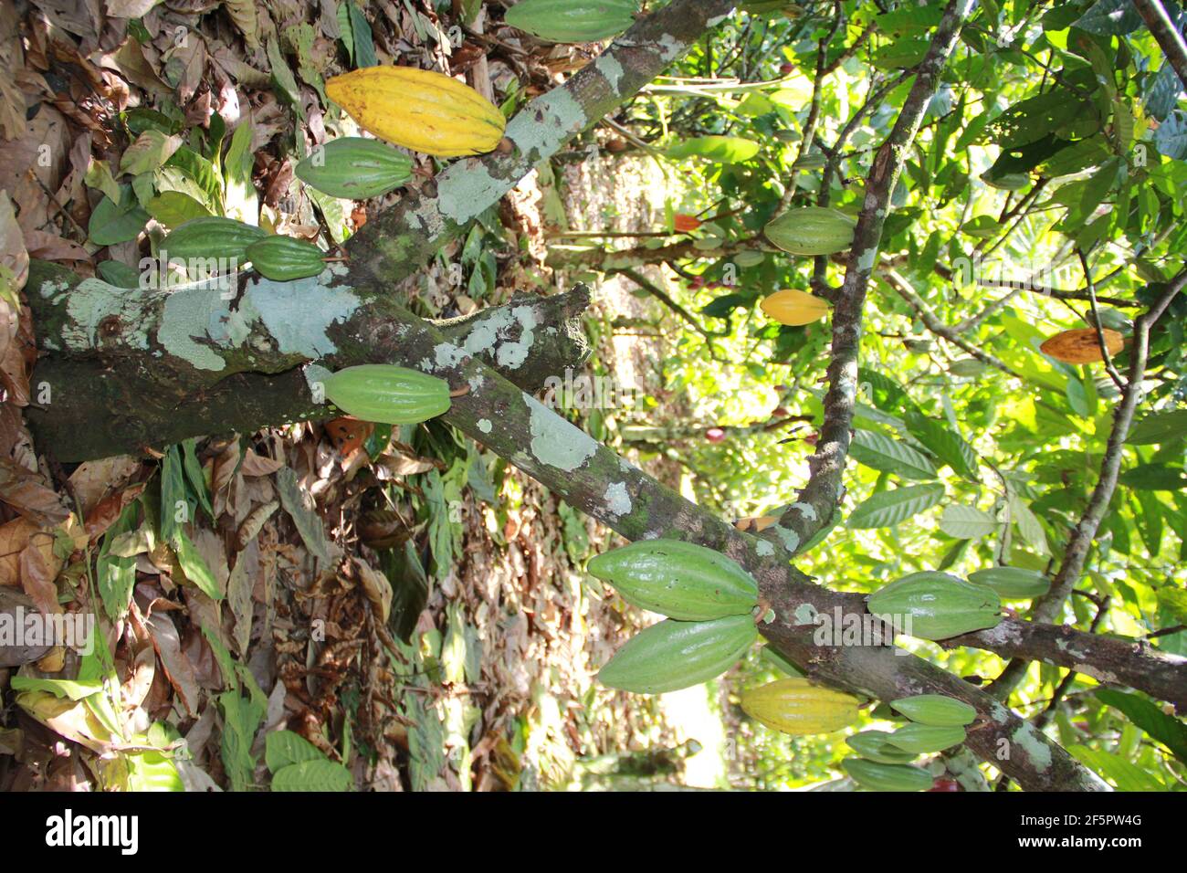 Cocoa farming brazil hi-res stock photography and images - Alamy