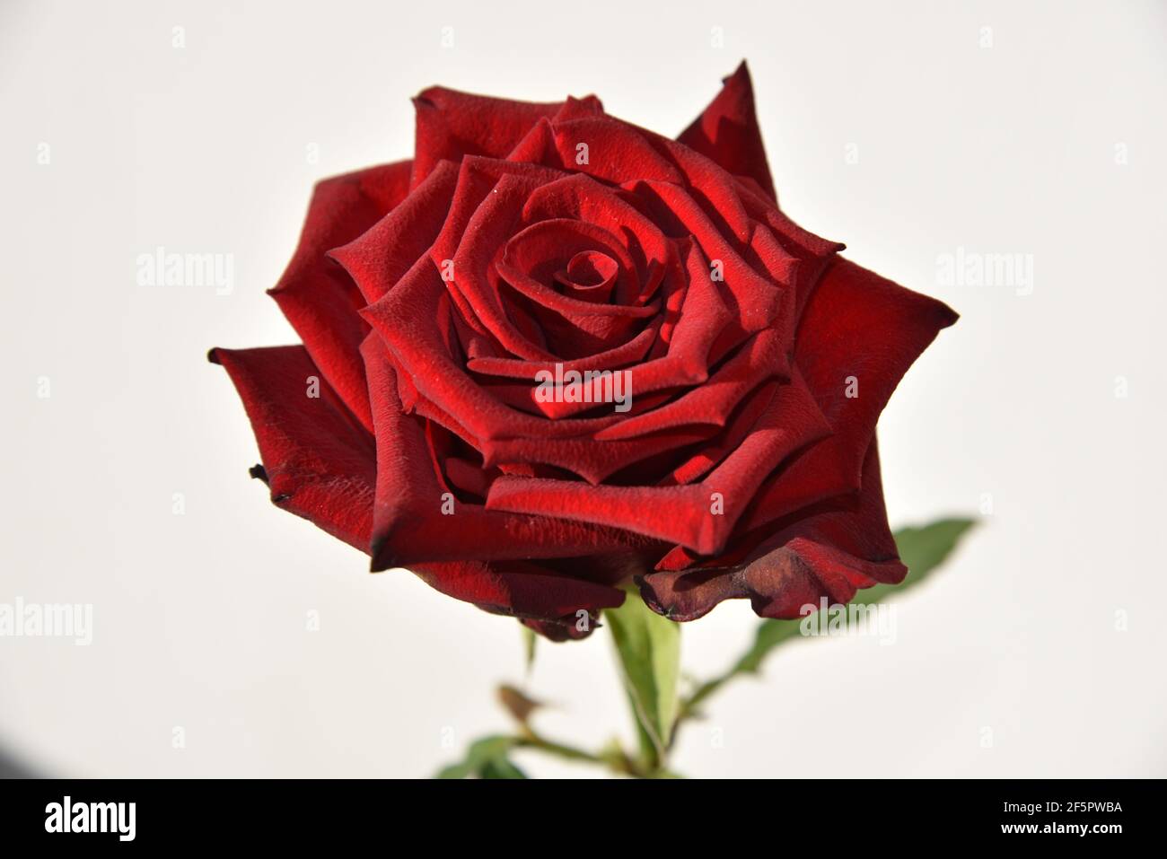 a rose in front of a white wall Stock Photo - Alamy