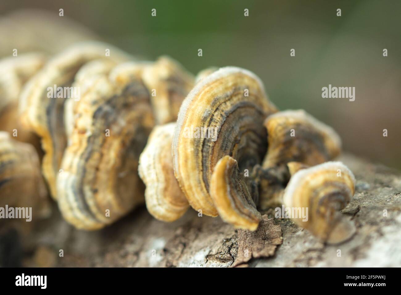 Heat fungus hi-res stock photography and images - Alamy