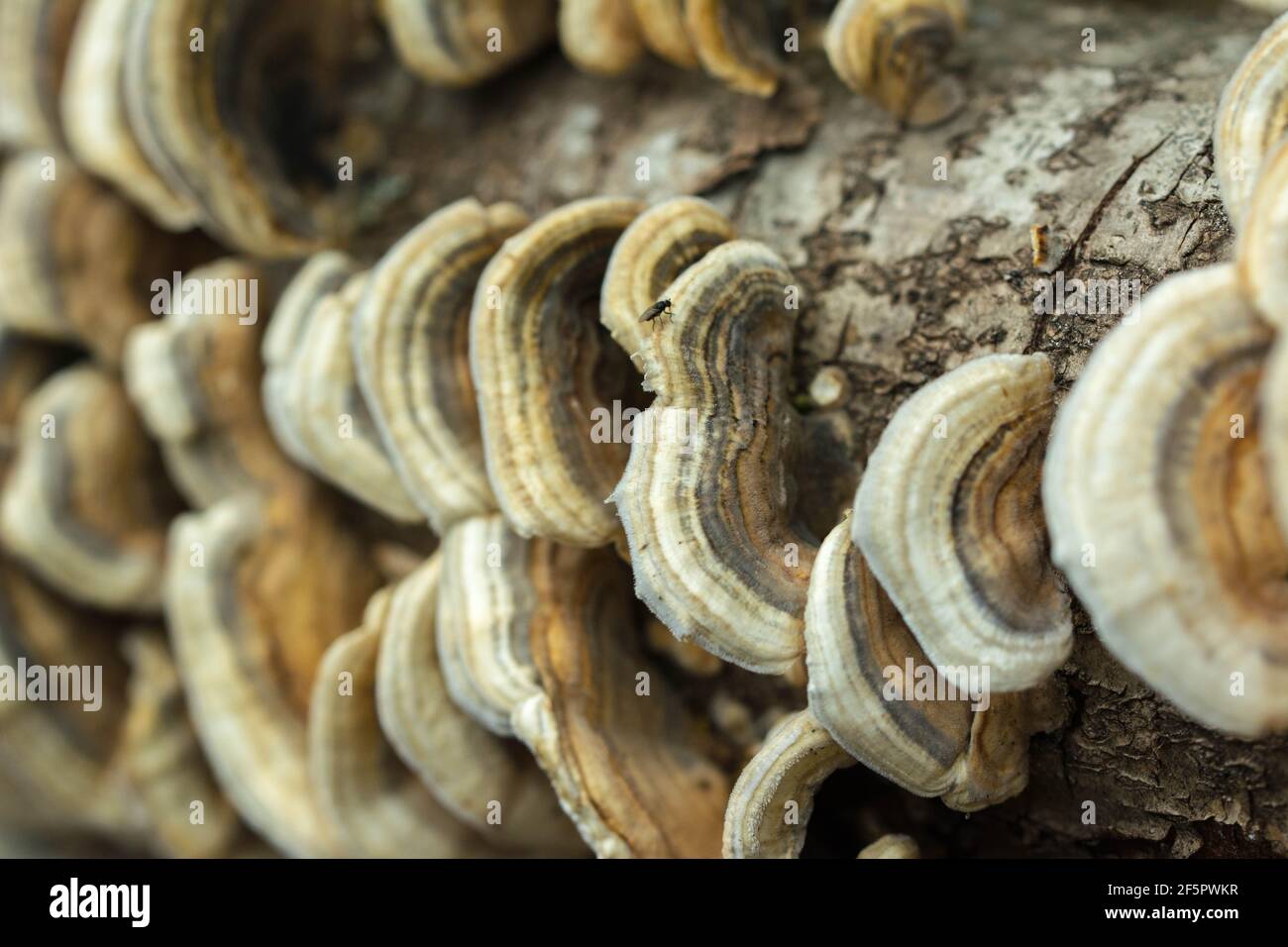Heat fungus hi-res stock photography and images - Alamy