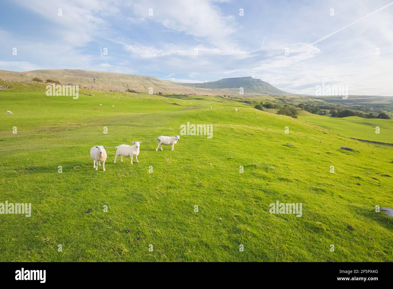 Three white cheviot sheep (Ovis Aries) in the rural English countryside ...