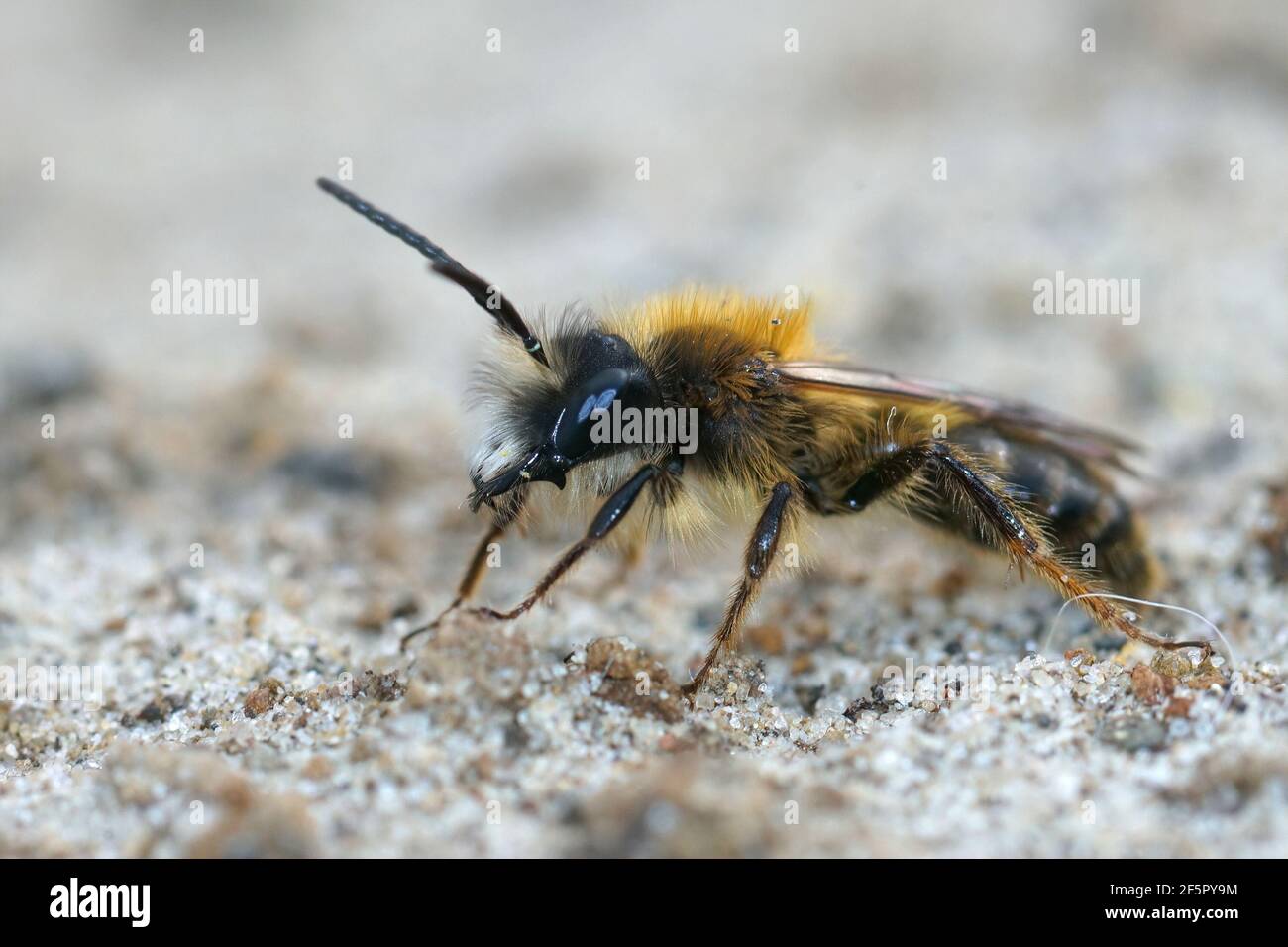 Closeup shot of a male red tawny mining bee with its typical jaw hook ...