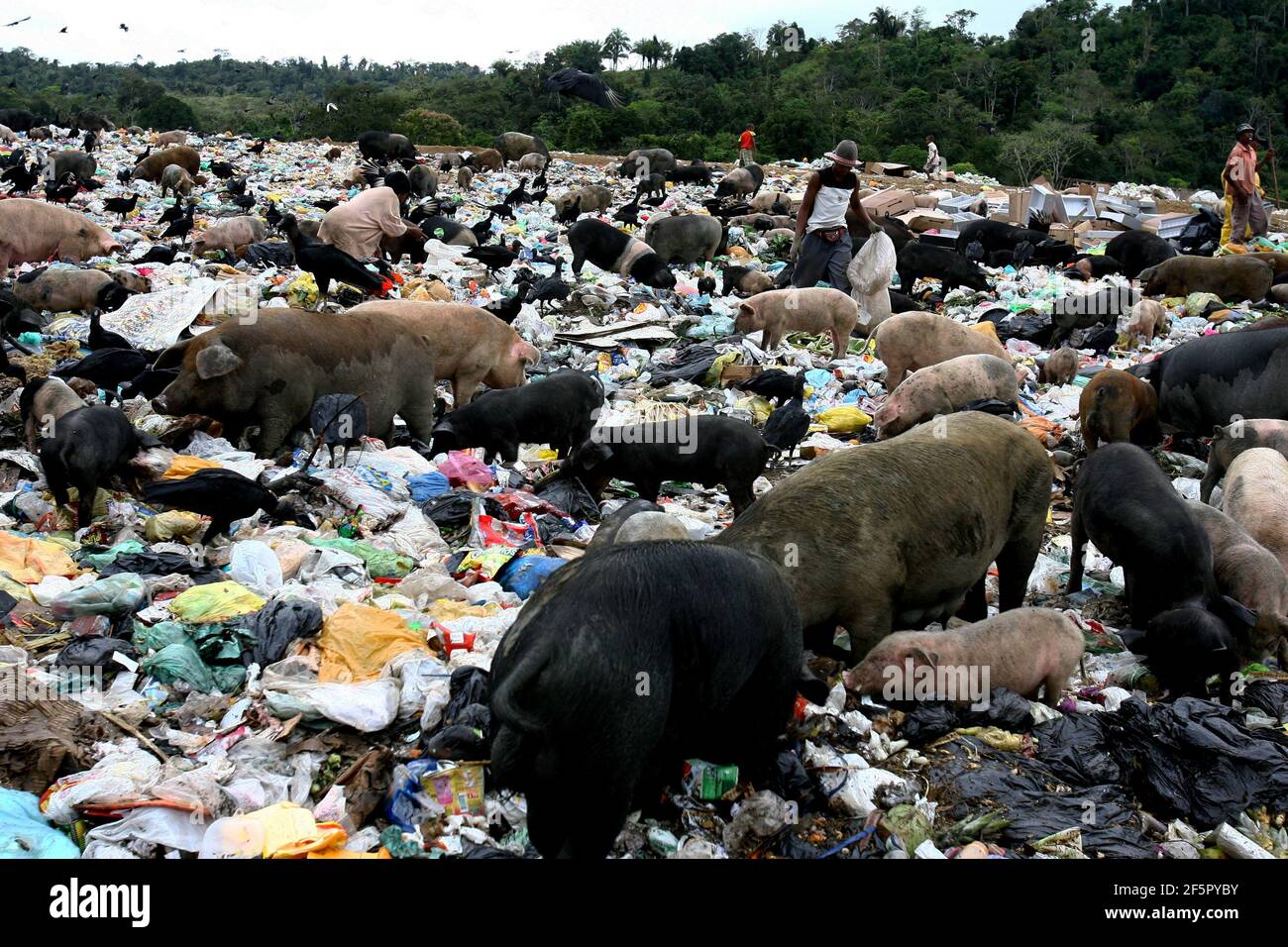 Wild boar piglet city hi-res stock photography and images - Alamy