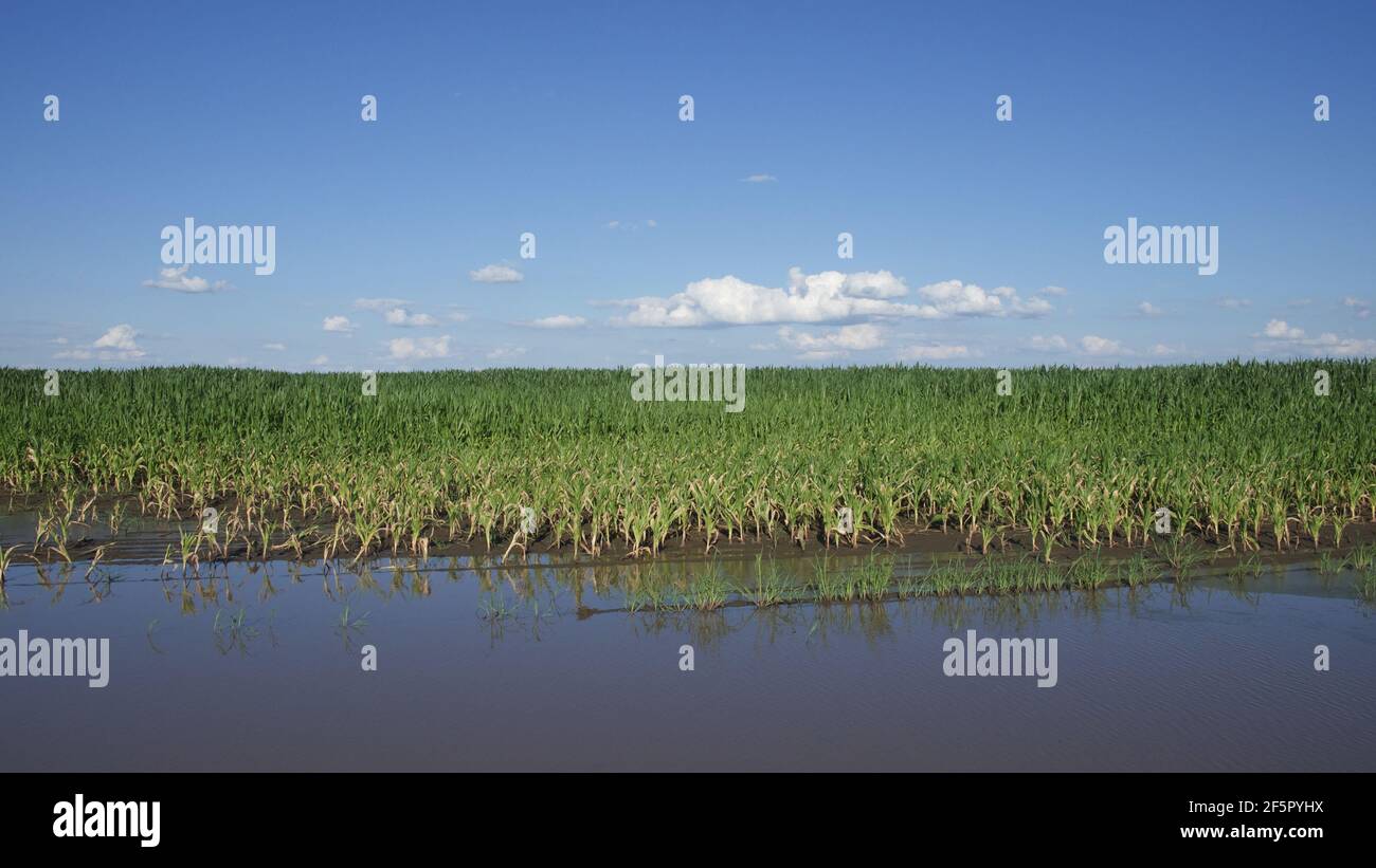 Water-flooded corn crops. Flooding in agricultural areas. Scenery Stock ...