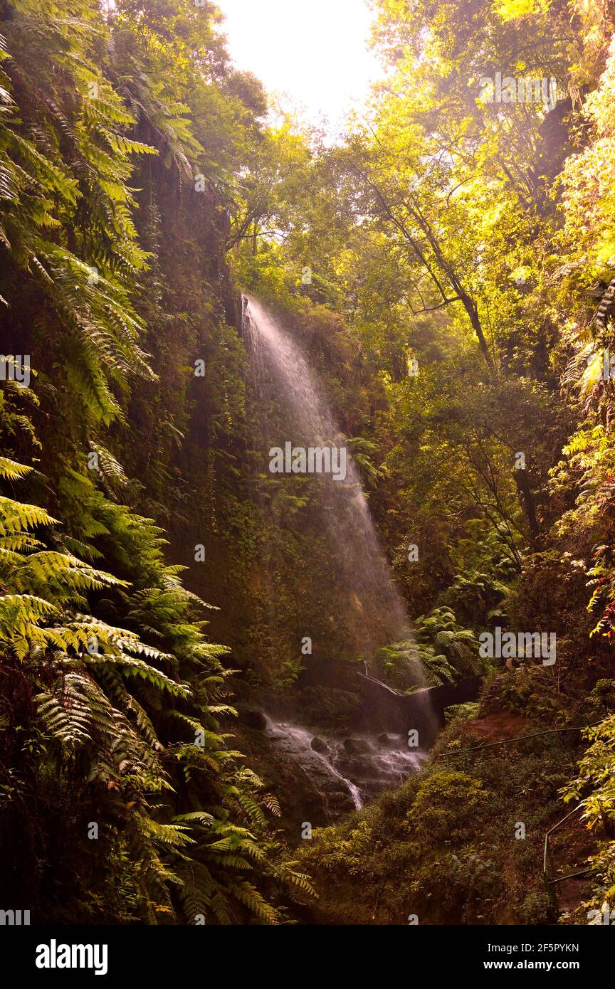Waterfall in the middle of the forest in La Palma (Canary Island Stock ...