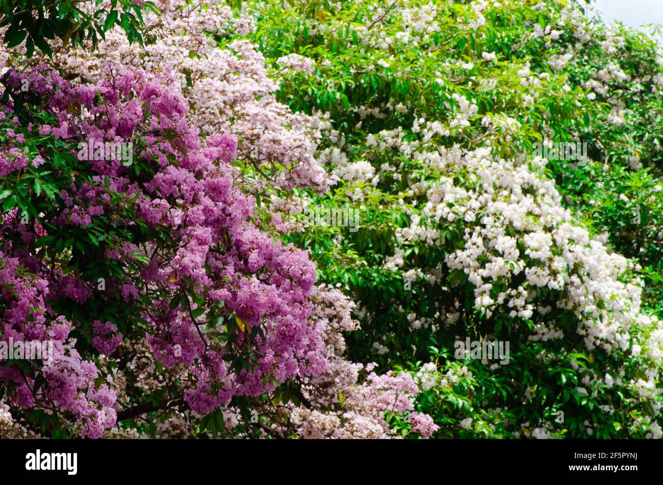 The flower blossom of tecoma tree in Malaysia Stock Photo - Alamy