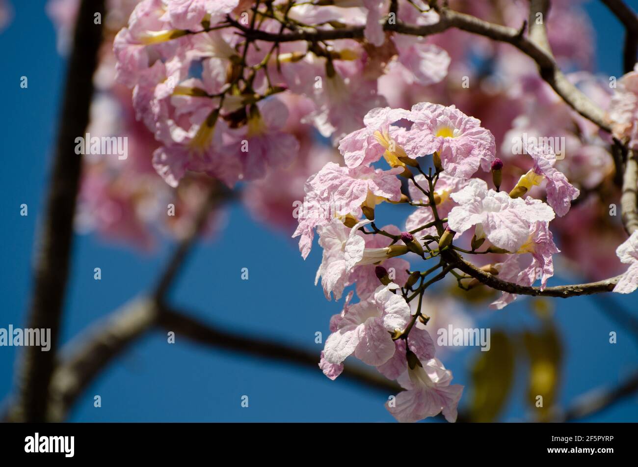 The flower blossom of tecoma tree in Malaysia Stock Photo - Alamy