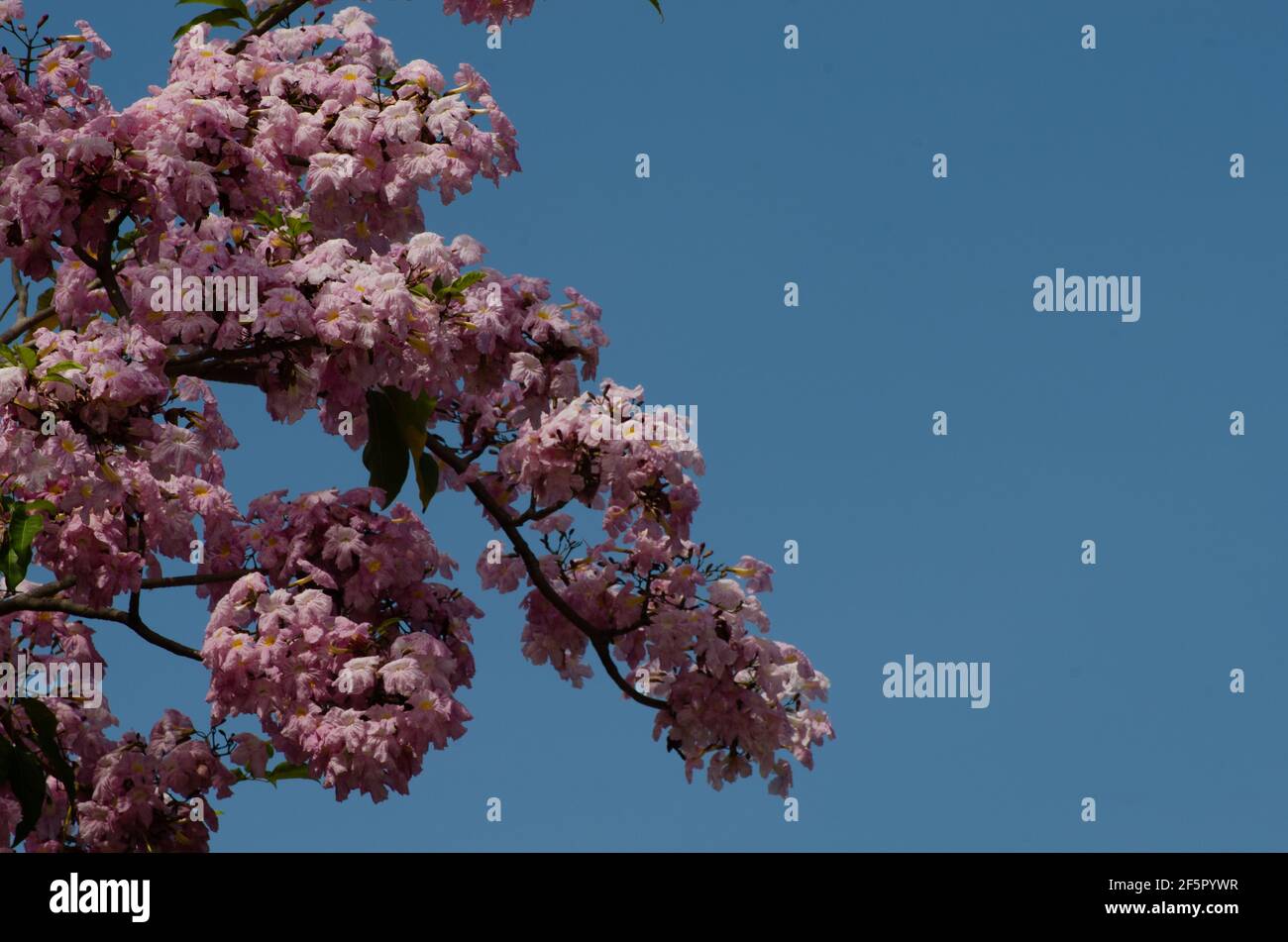 The flower blossom of tecoma tree in Malaysia Stock Photo - Alamy