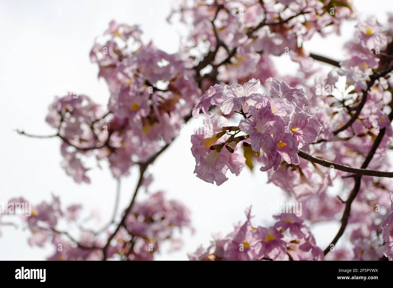 The flower blossom of tecoma tree in Malaysia Stock Photo - Alamy