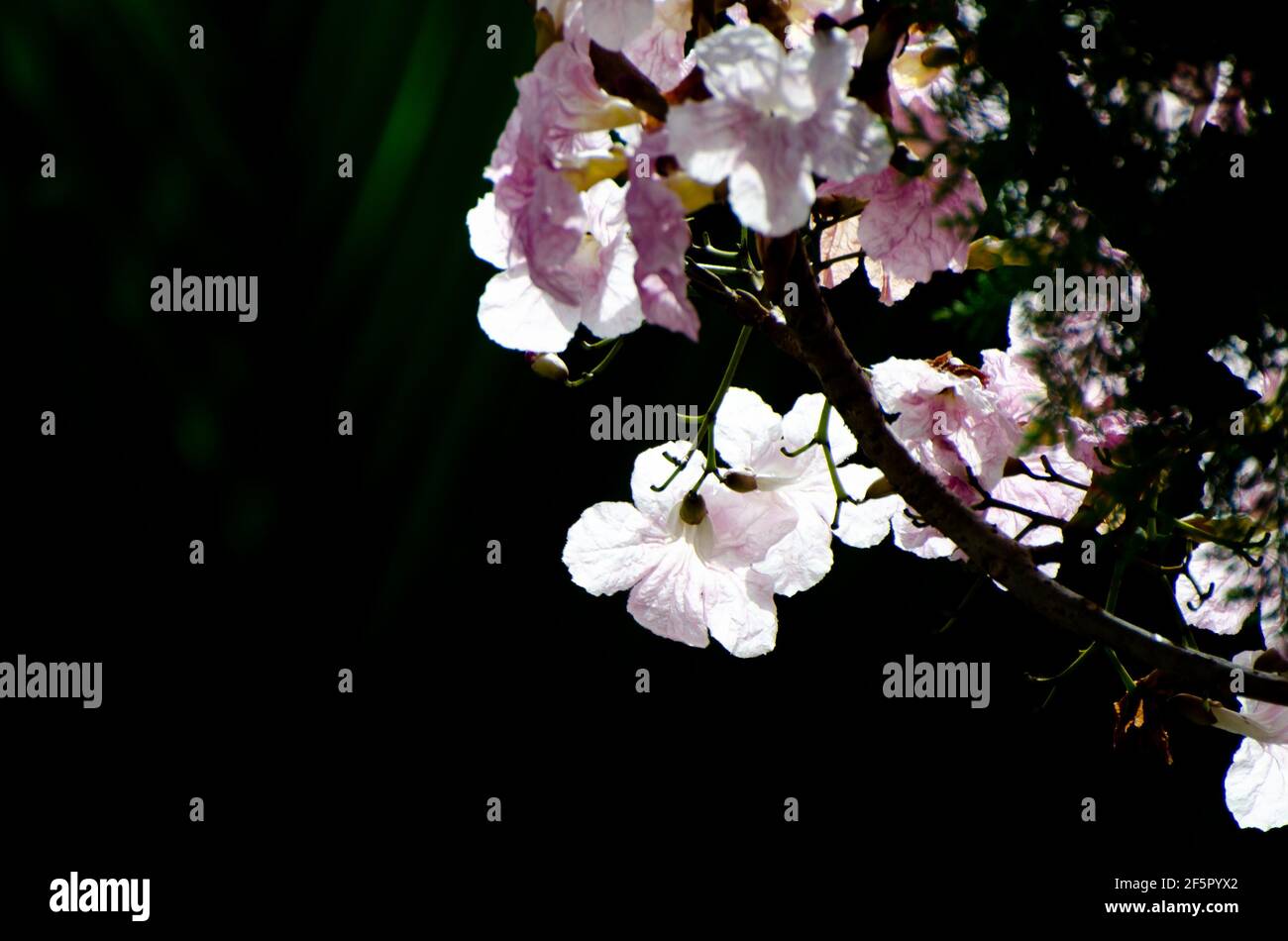The flower blossom of tecoma tree in Malaysia Stock Photo - Alamy