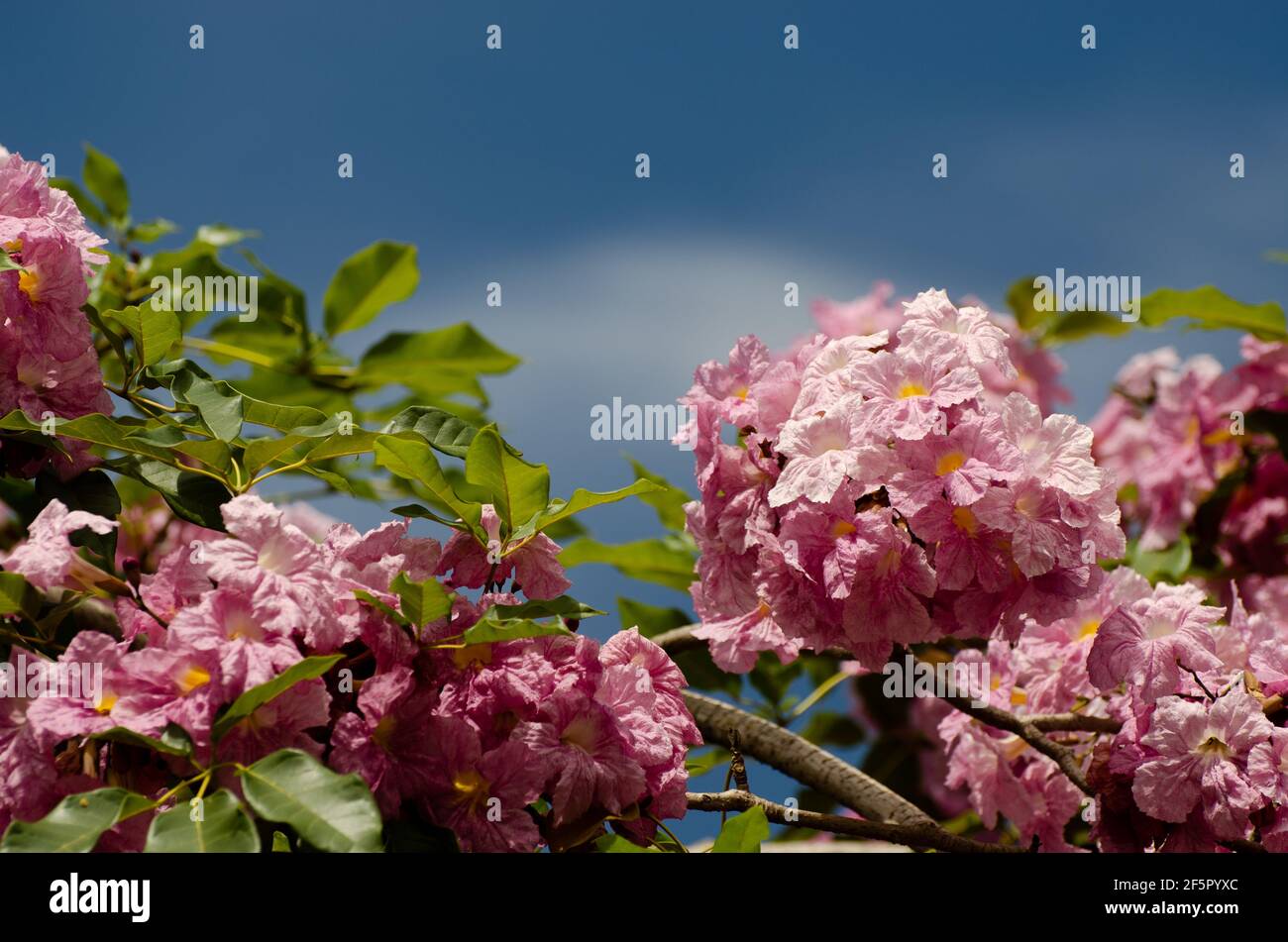 The flower blossom of tecoma tree in Malaysia Stock Photo - Alamy