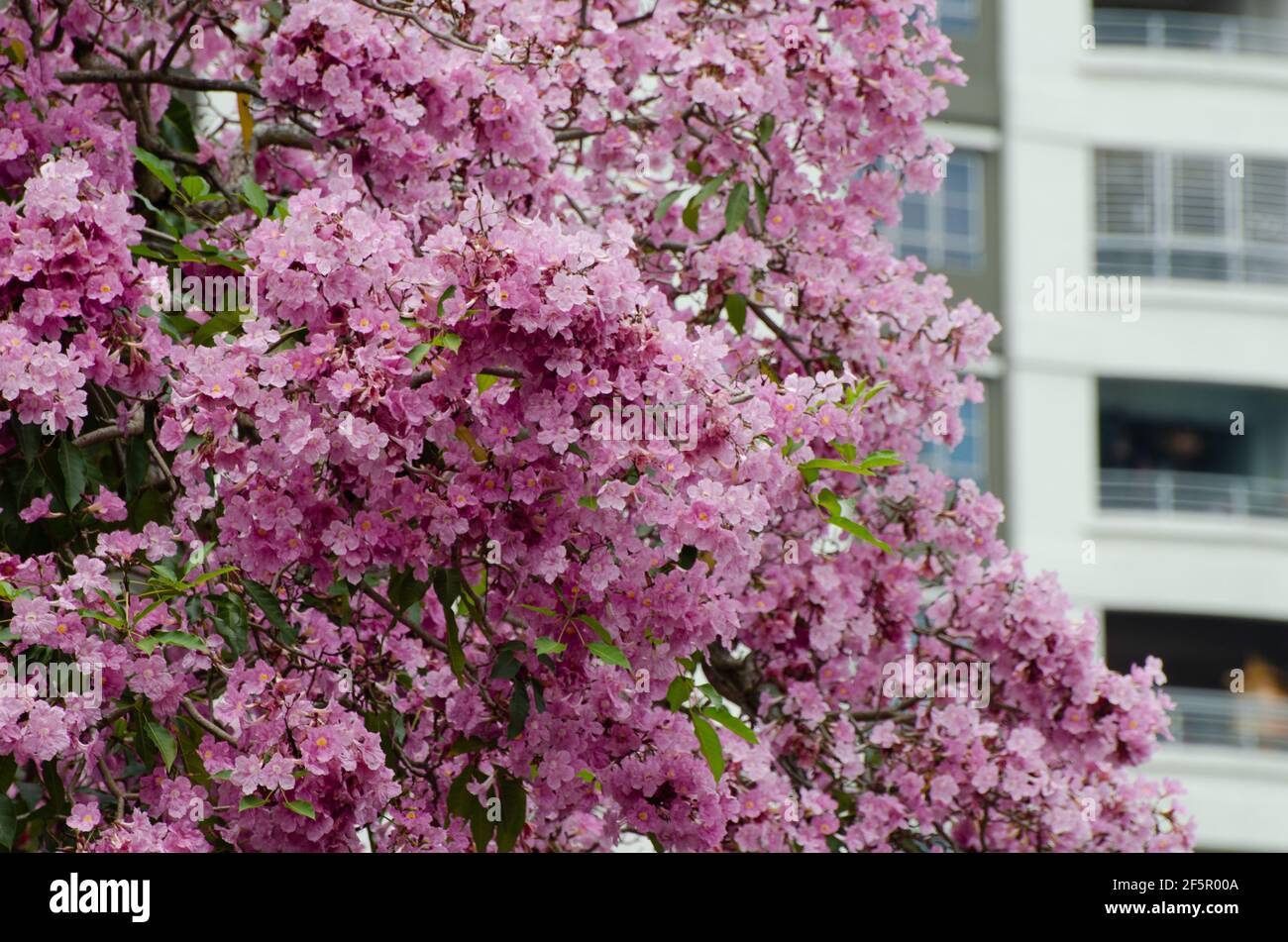 The flower blossom of tecoma tree in Malaysia Stock Photo - Alamy