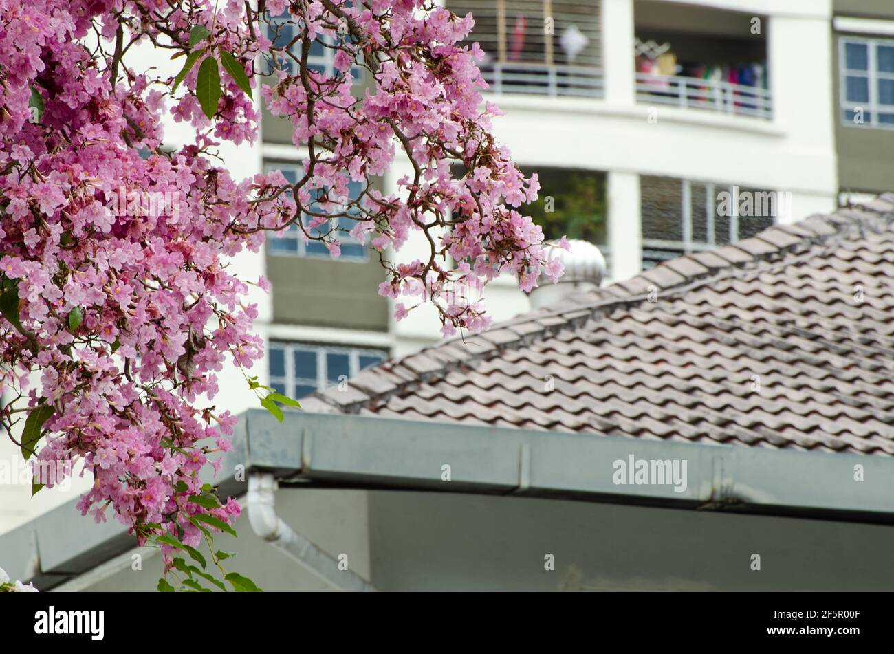 The flower blossom of tecoma tree in Malaysia Stock Photo - Alamy