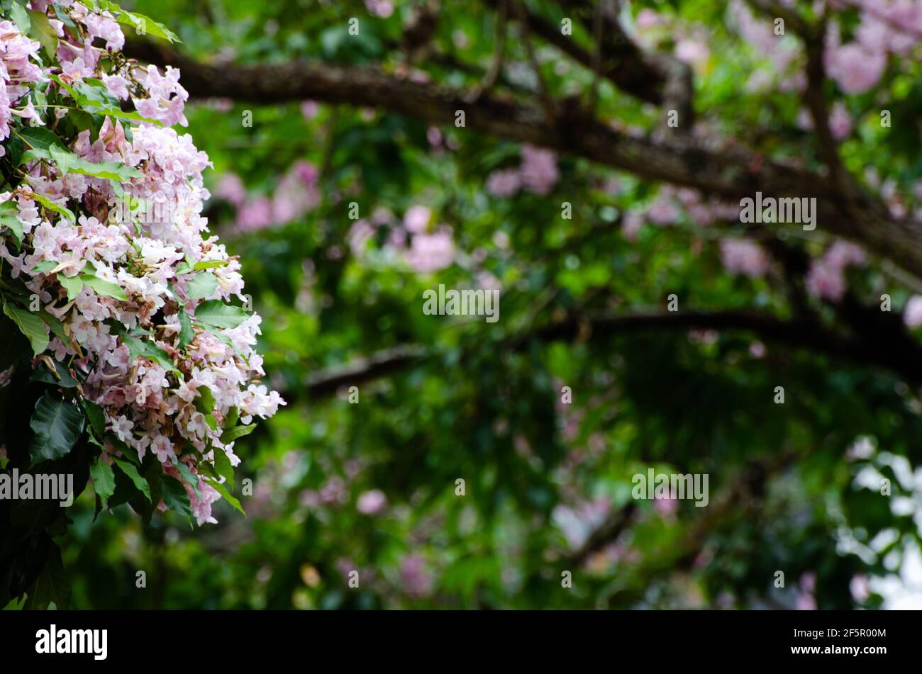 The flower blossom of tecoma tree in Malaysia Stock Photo - Alamy