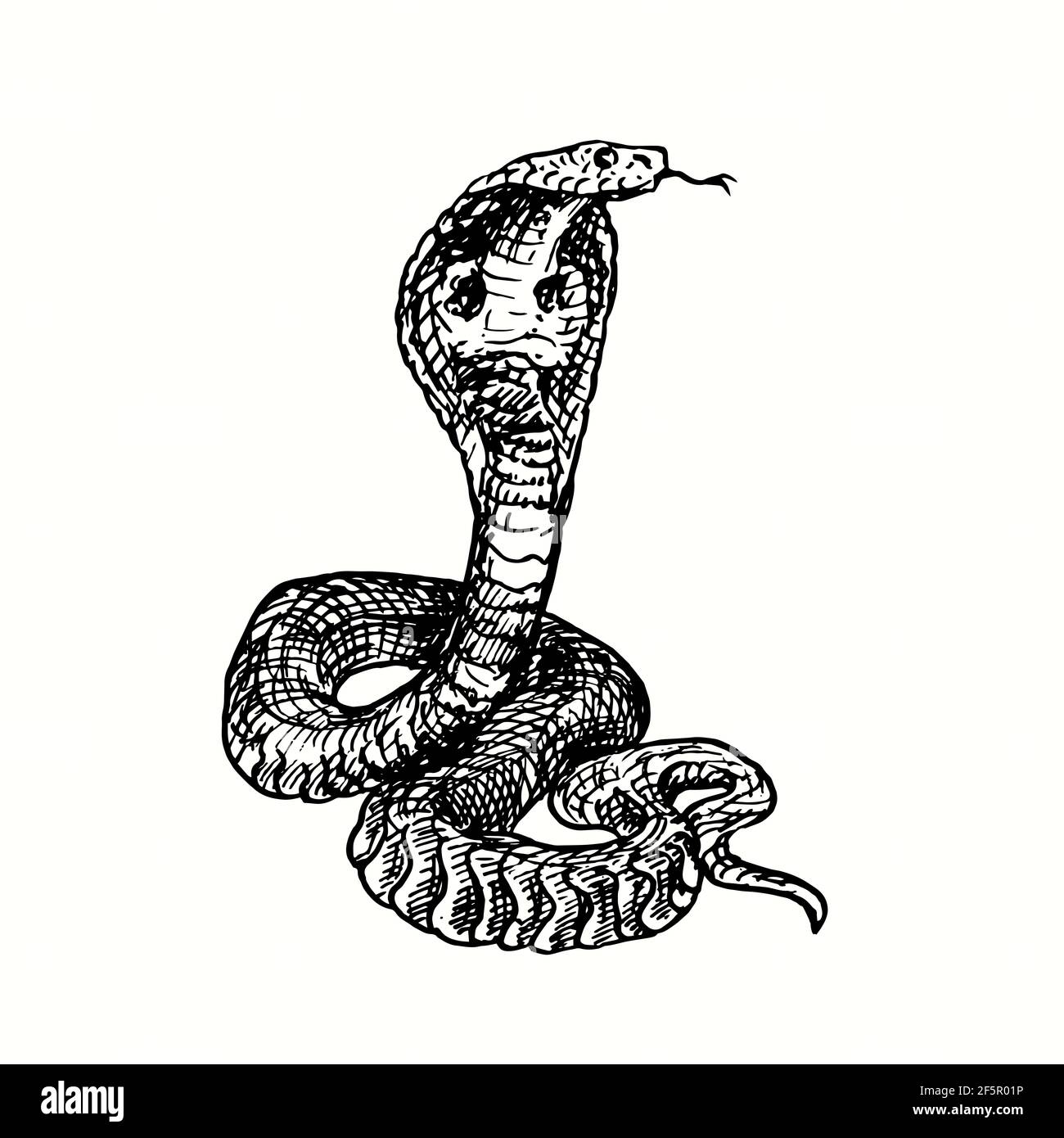 King Cobra Drawing King Cobra Drawing How To Draw A King Cobra Step