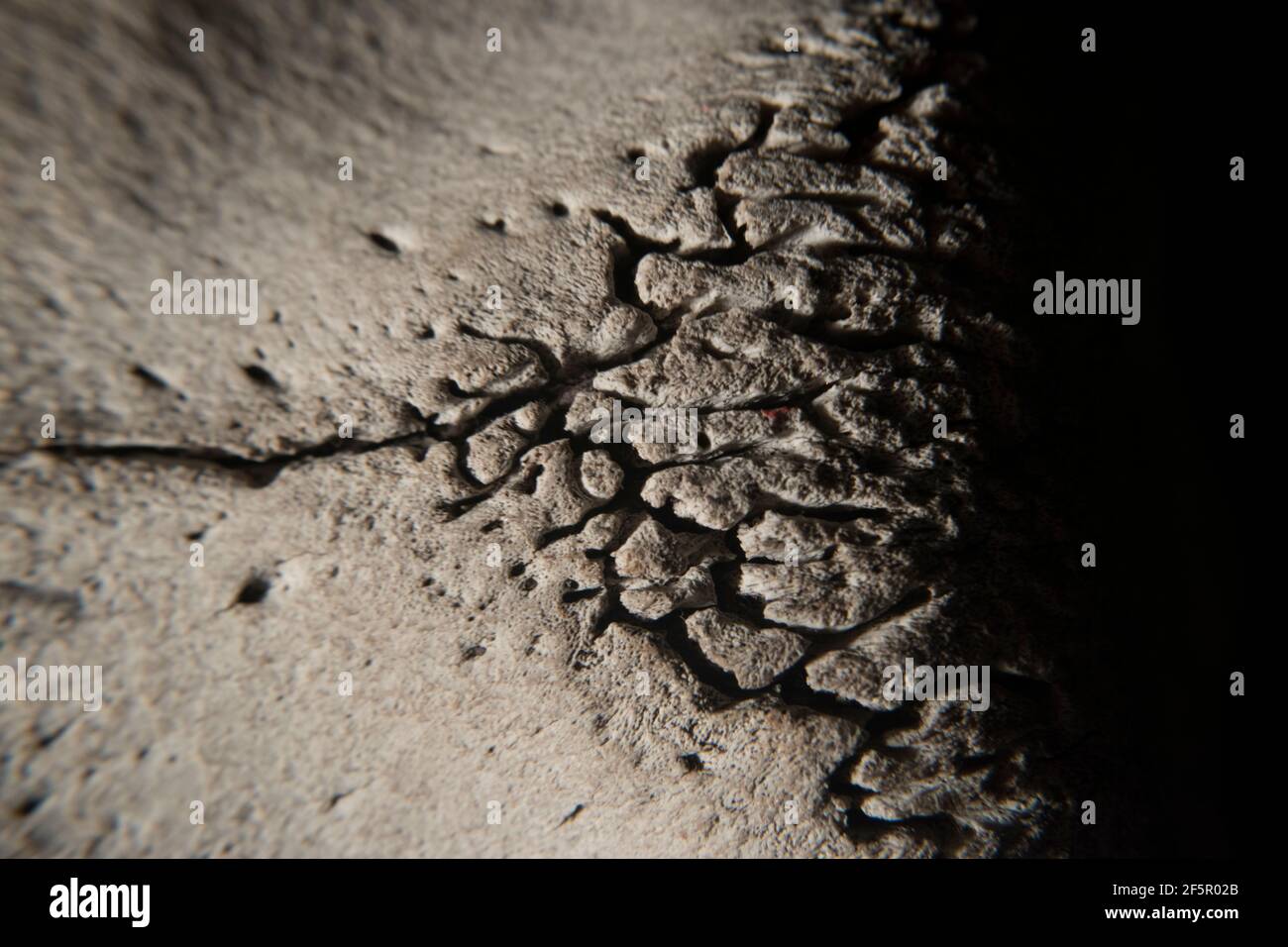 Macrophotography. Detail of the bone of an animal Stock Photo - Alamy