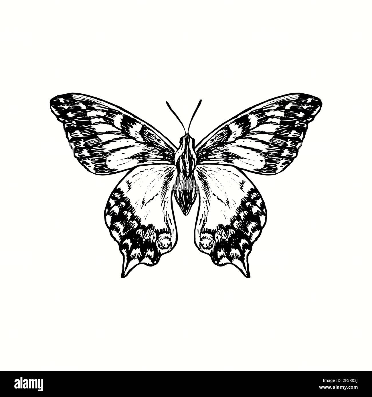 Papilio Machaon The Old World Swallowtail Common Yellow Swallowtail
