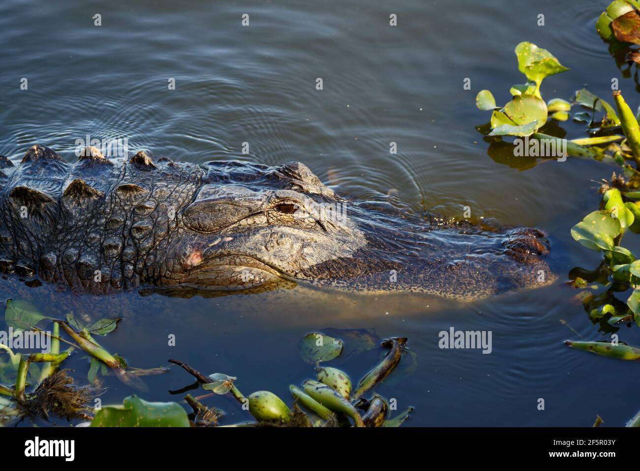 American alligator, in water, half submerged, head, close-up, dangerous ...