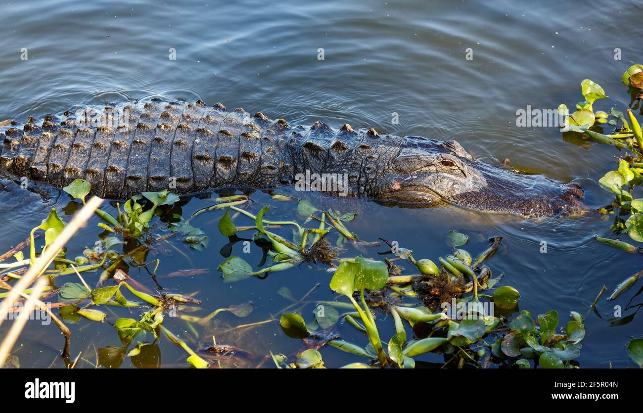 American alligator, in water, half submerged, close-up, dangerous ...