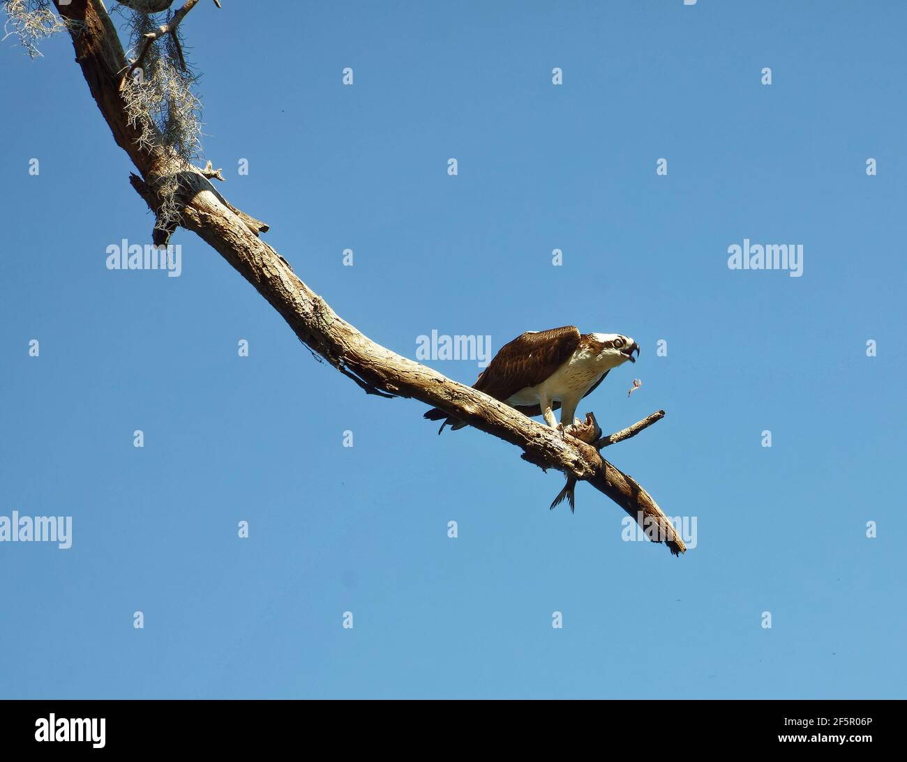 Moving to mouth hi-res stock photography and images - Alamy