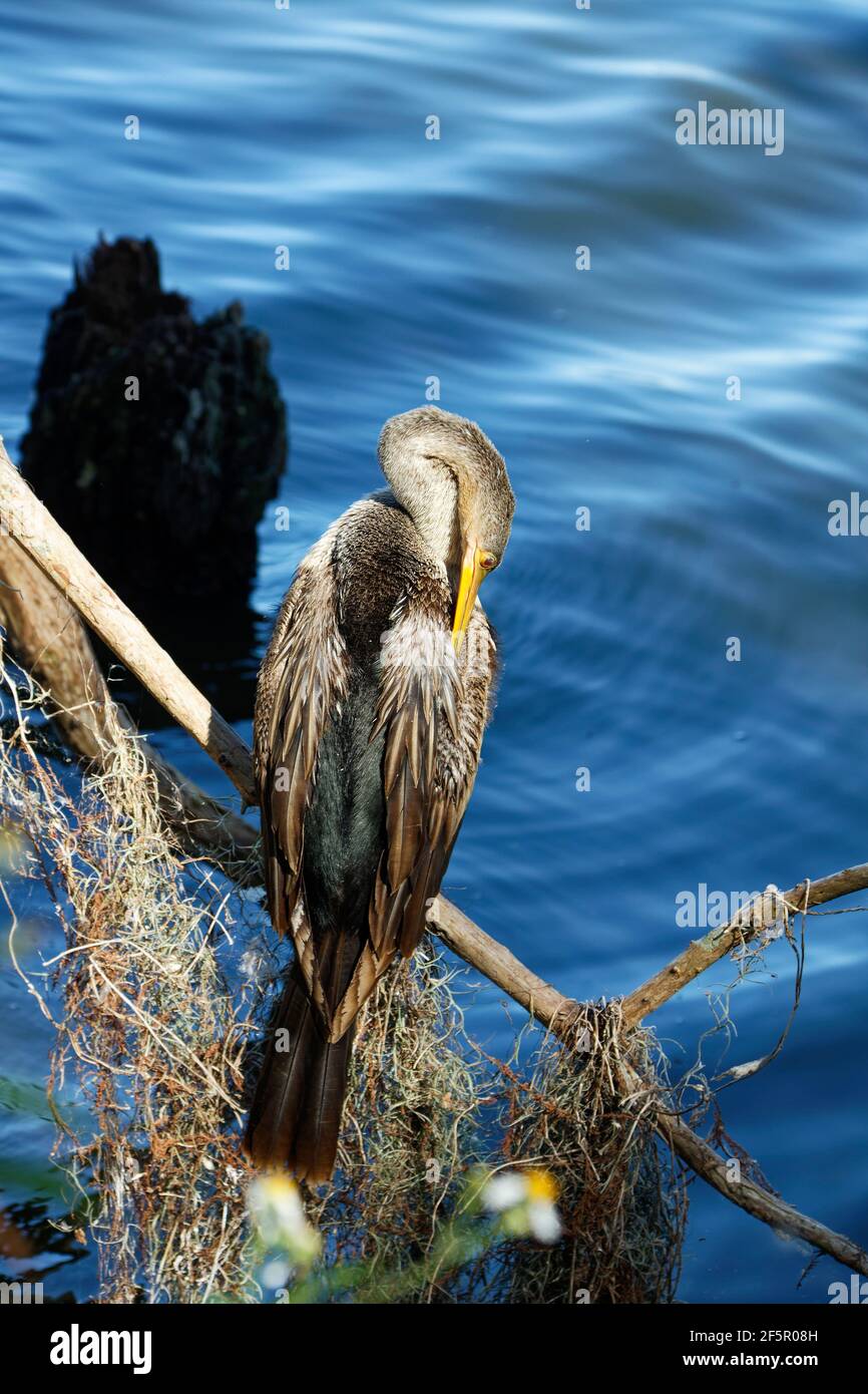 anhinga sitting on tree branch, preening, rear view, above water, bird ...