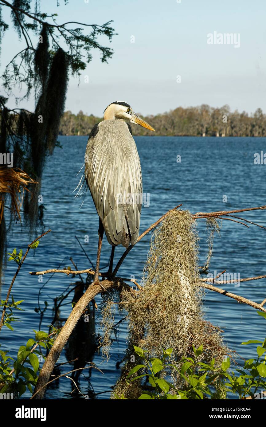 Great blue heron close up hi-res stock photography and images - Alamy