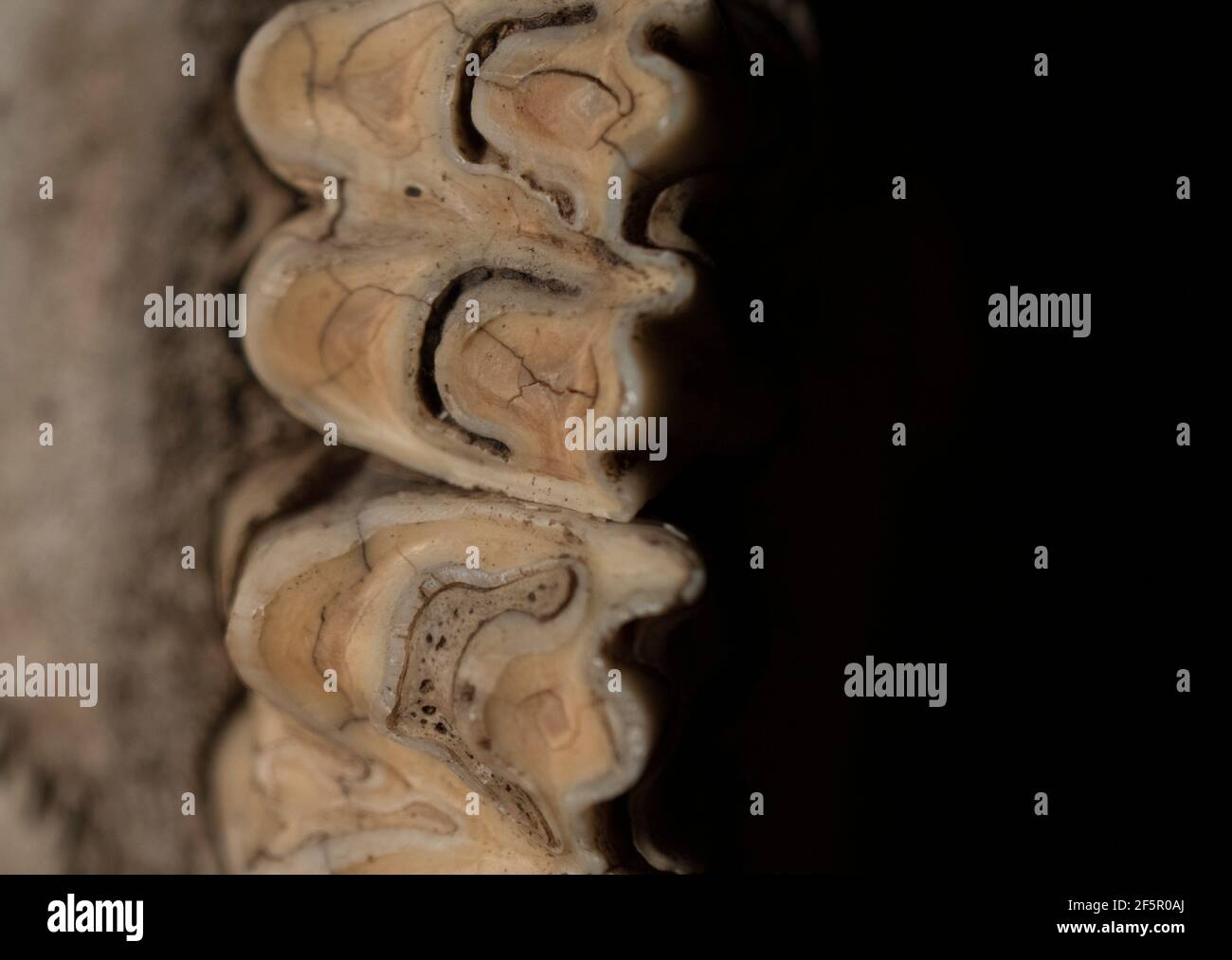 Animal tooth hi-res stock photography and images - Alamy