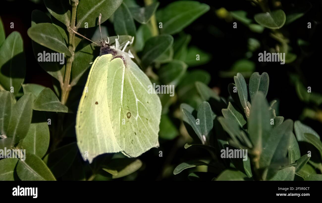 The lemon butterfly hi-res stock photography and images - Alamy