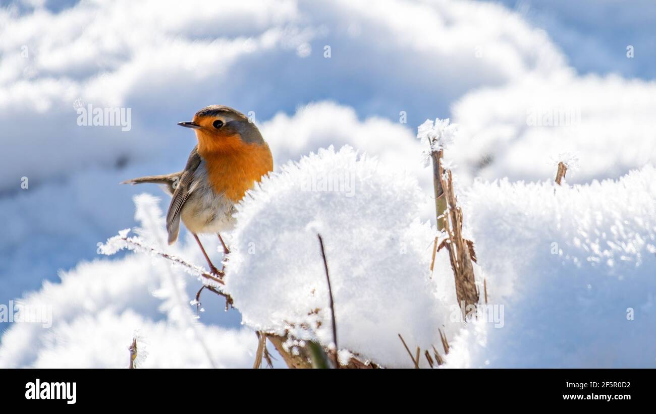 Robin in the snow at Wiesengrund in Erlangen Germany Stock Photo - Alamy