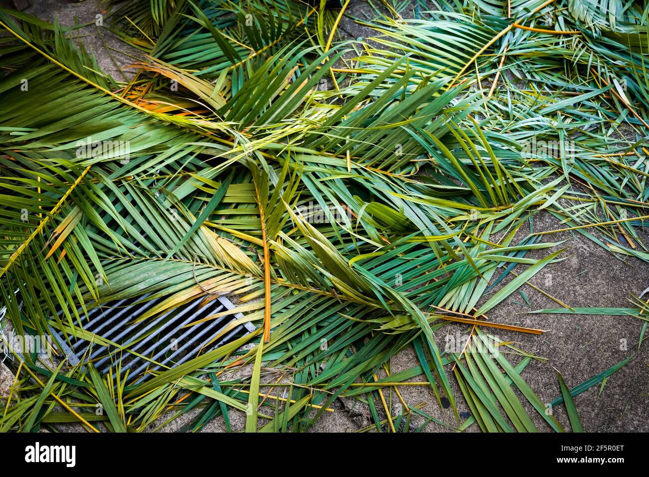 Holy Week. Traditional Catholic celebrate Palm Sunday. Christian faith ...