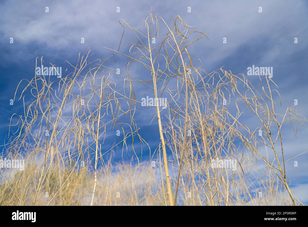 Dry brush in the rural area of the municipality of Tepache, Sonora ...