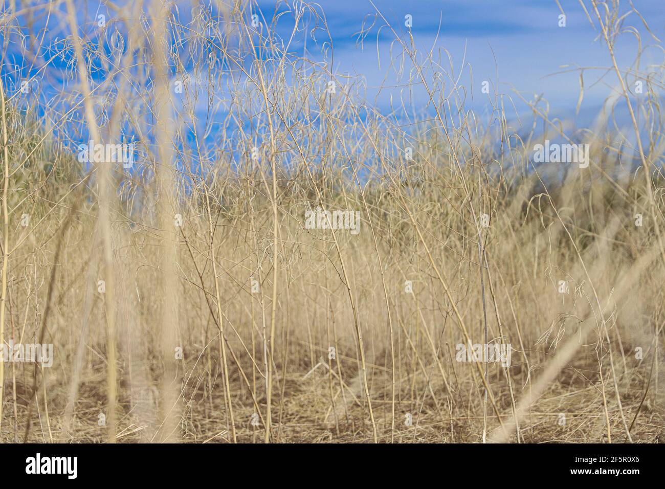 Dry brush in the rural area of the municipality of Tepache, Sonora ...