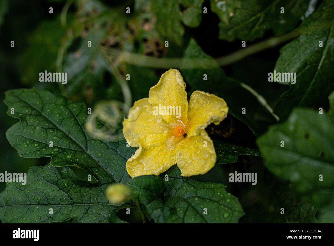Balsam apple hi-res stock photography and images - Alamy