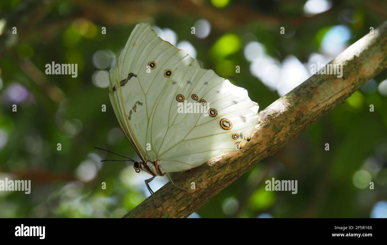 Big white butterfly with white circles - white morpho, central america ...
