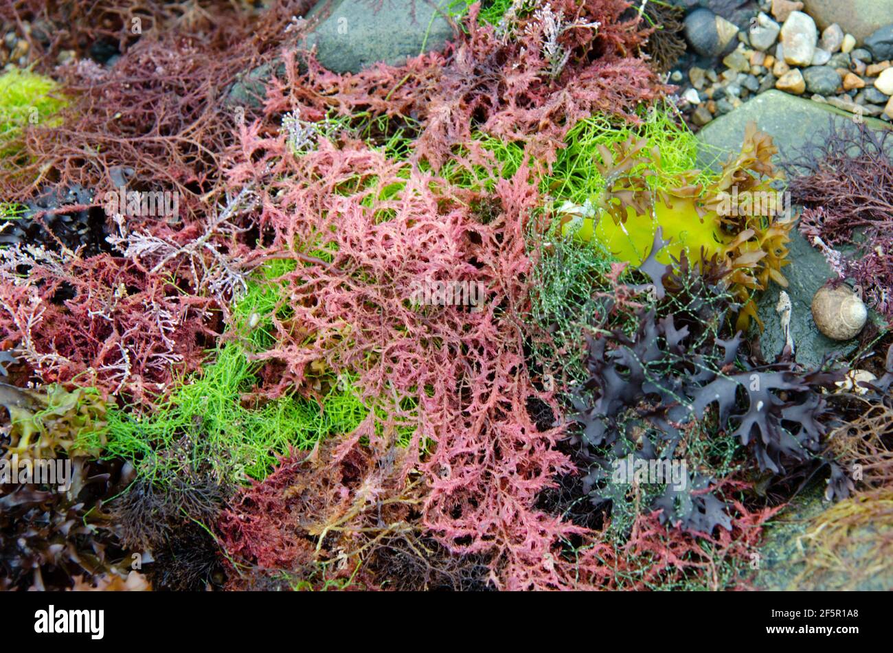 Colorful seaweed detail Stock Photo - Alamy