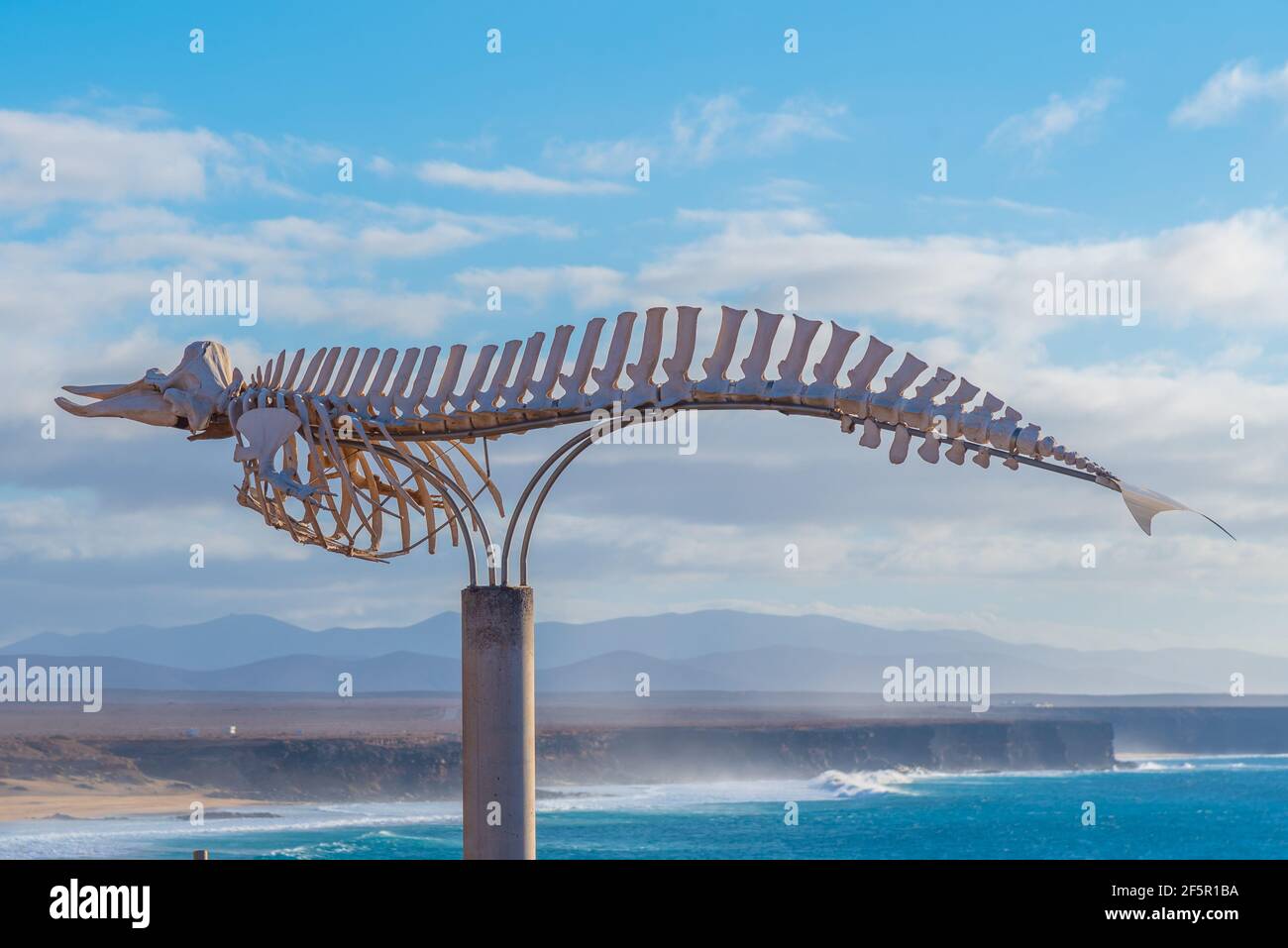 Baleen whale skeleton hi-res stock photography and images - Alamy