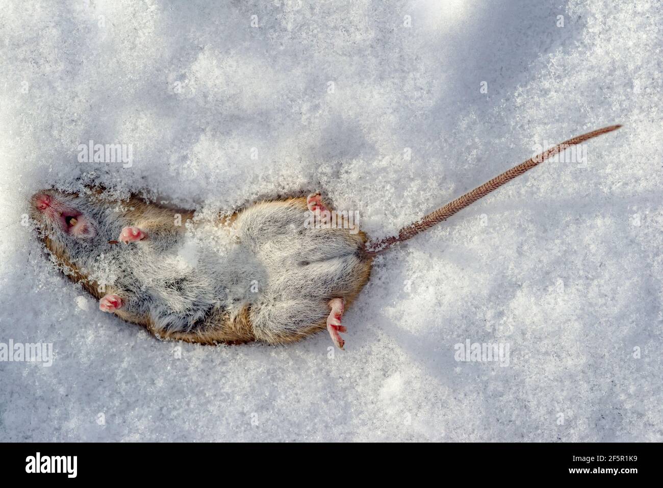 Unpleasant pests hi-res stock photography and images - Alamy
