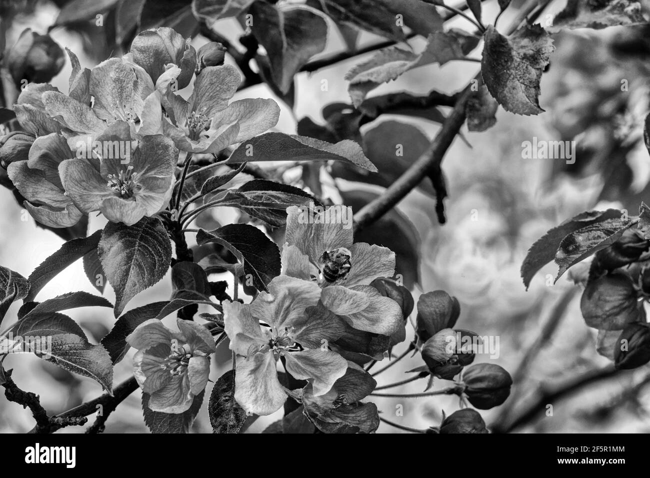 Apple trees flowering Black and White Stock Photos & Images - Alamy