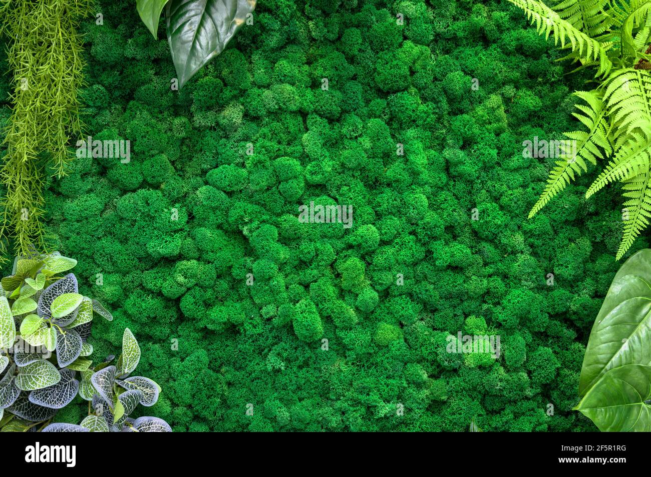 Moss Plant Texture