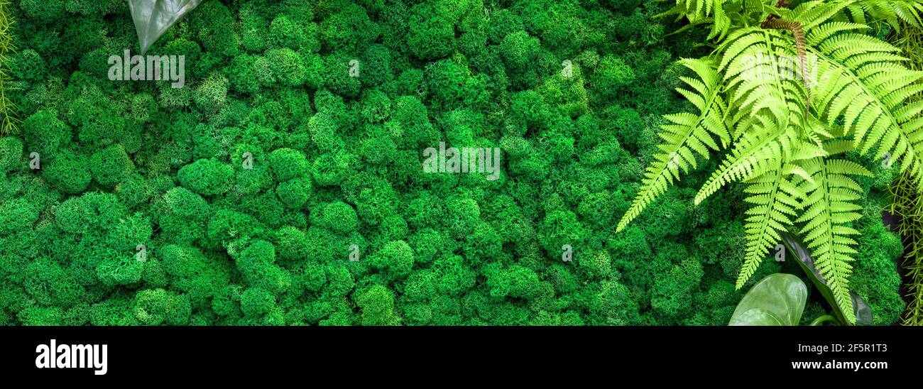 Moss texture hi-res stock photography and images - Alamy