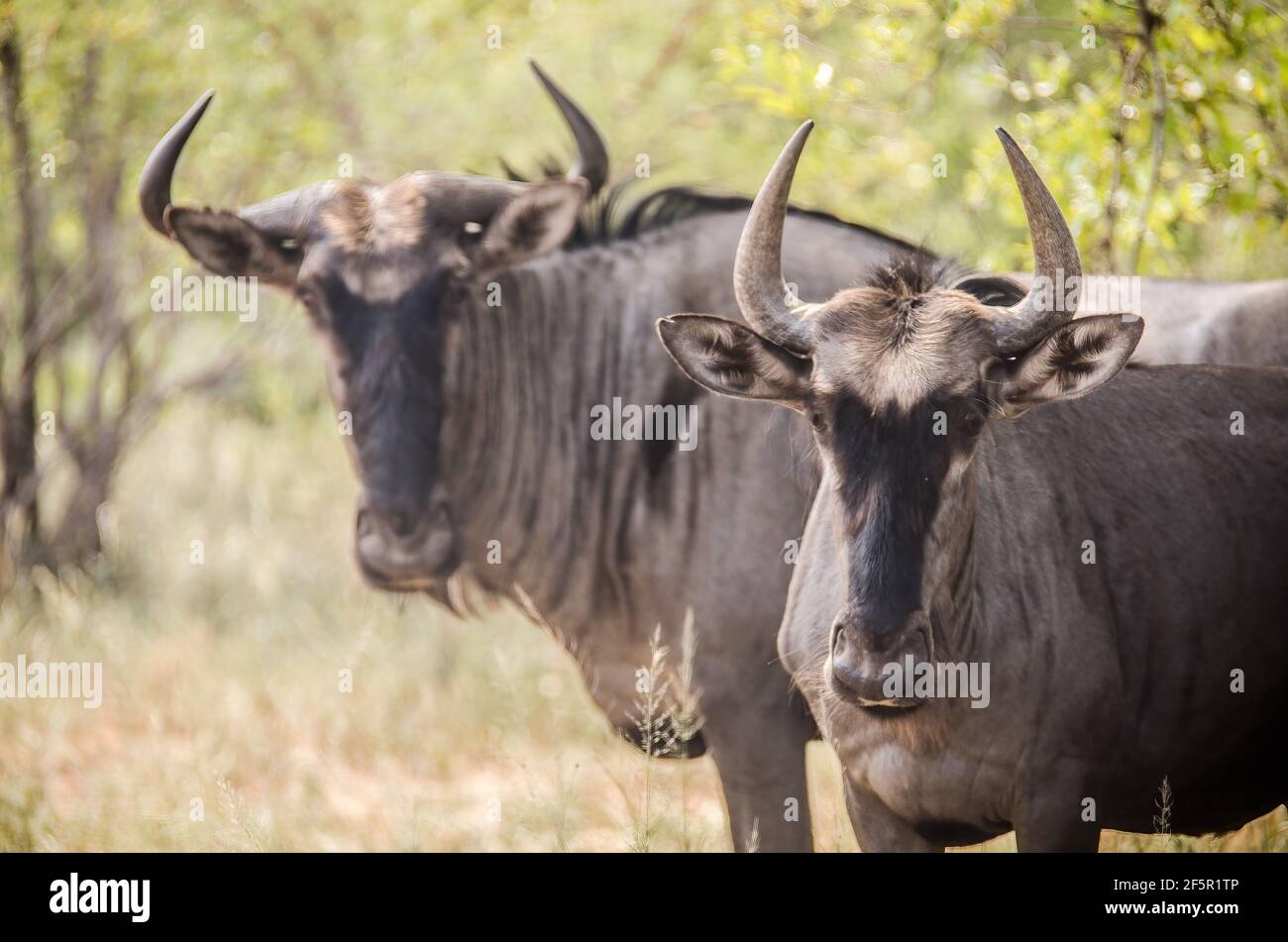 Gnus in South Africa Stock Photo - Alamy